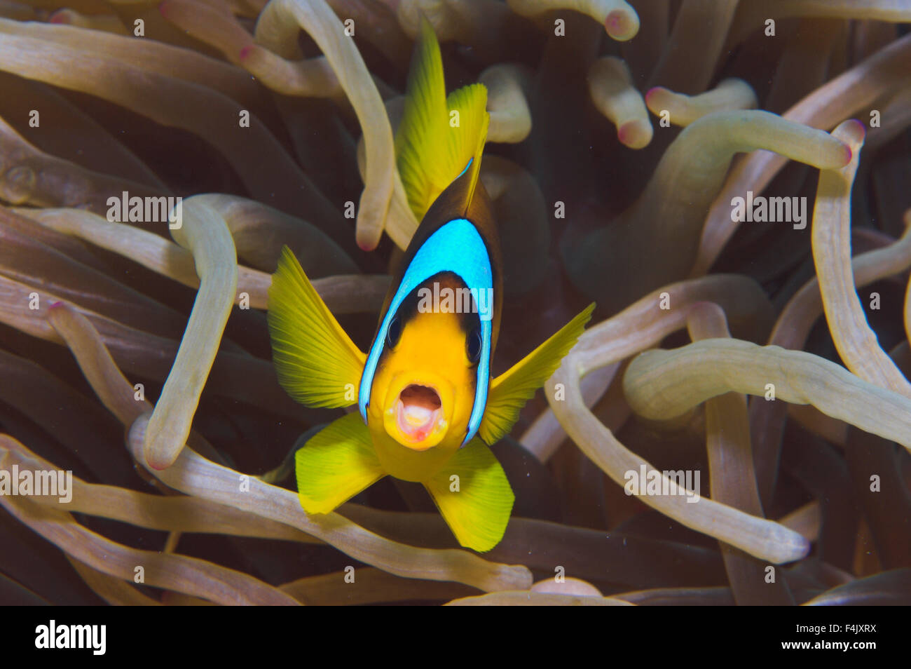 Anemonefish mouth hi-res stock photography and images - Alamy