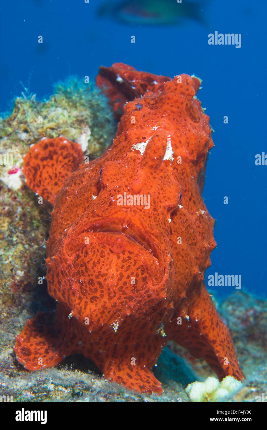 Giant anglerfish hi-res stock photography and images - Alamy