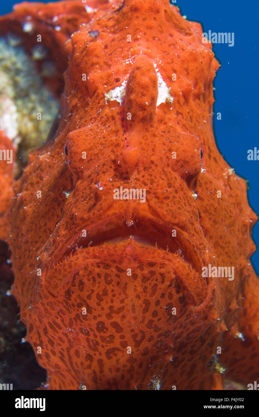 Giant anglerfish hi-res stock photography and images - Alamy