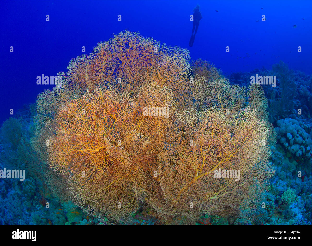 Sea fan and diver Stock Photo - Alamy