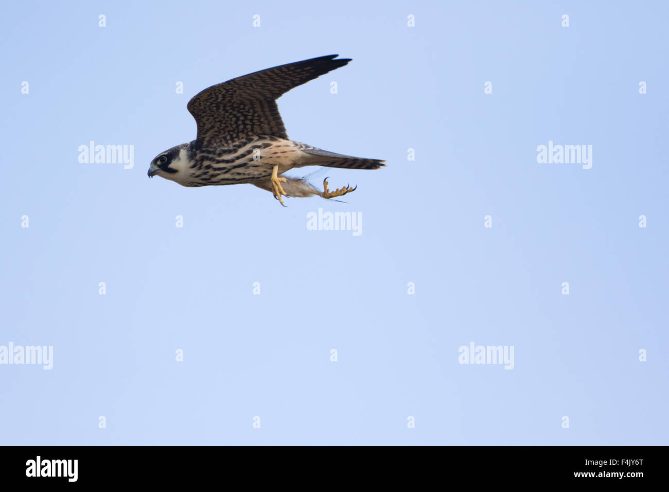 Juvenile eurasian hobby falco subbuteo hi-res stock photography and ...