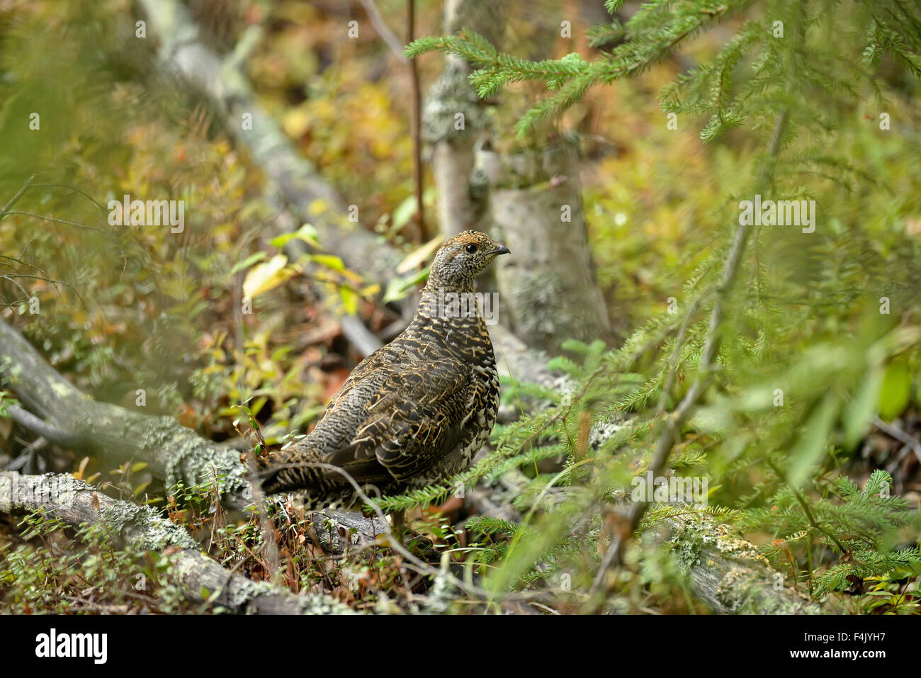 Spruce grouse, Canada grouse (Dendragapus canadensis) female ...