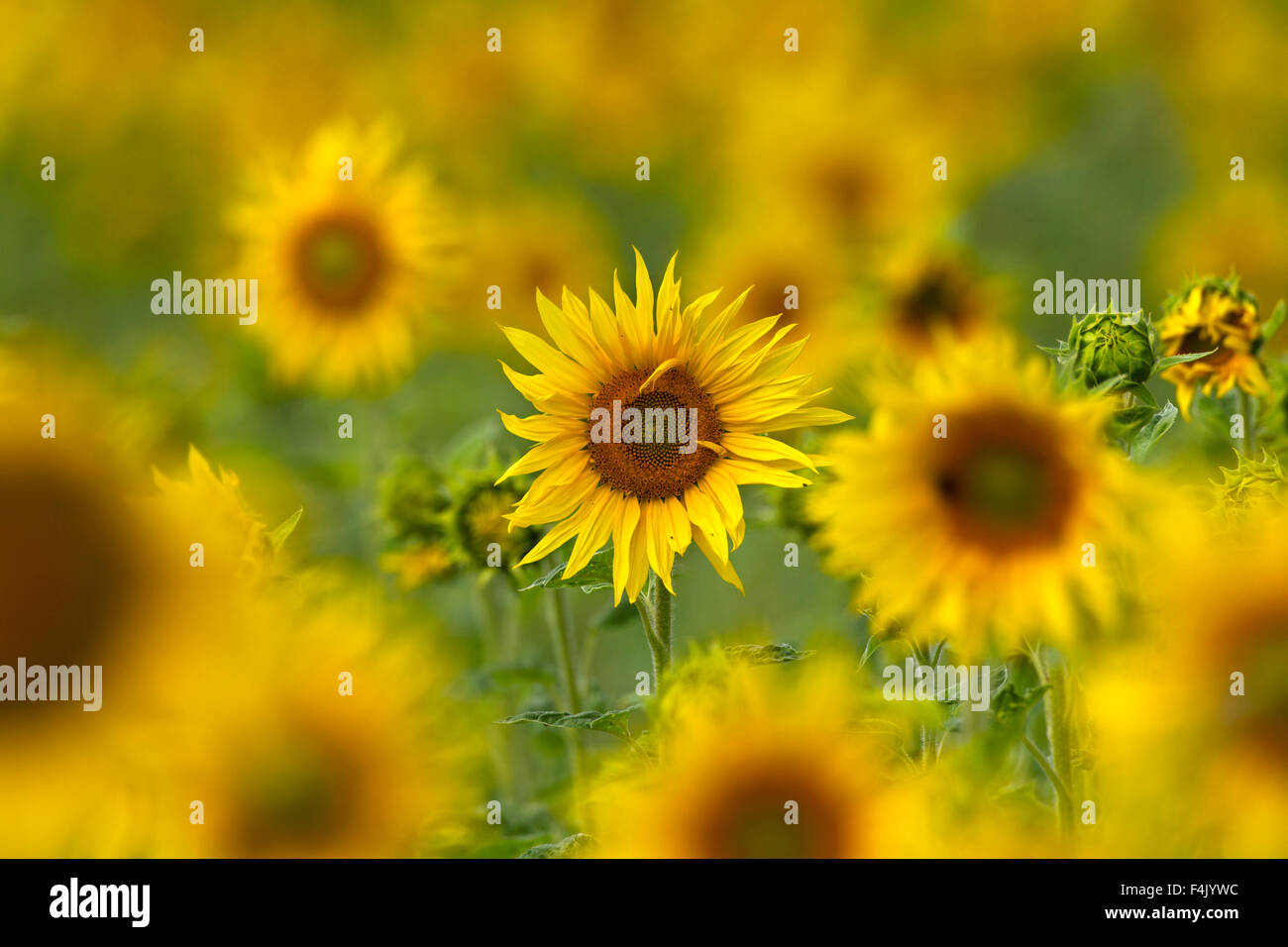 Common sunflowers (Helianthus annuus) flowering in field Stock Photo ...