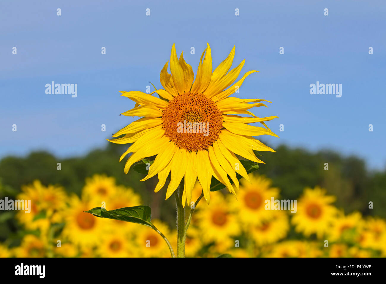 Common sunflowers (Helianthus annuus) flowering in field Stock Photo ...