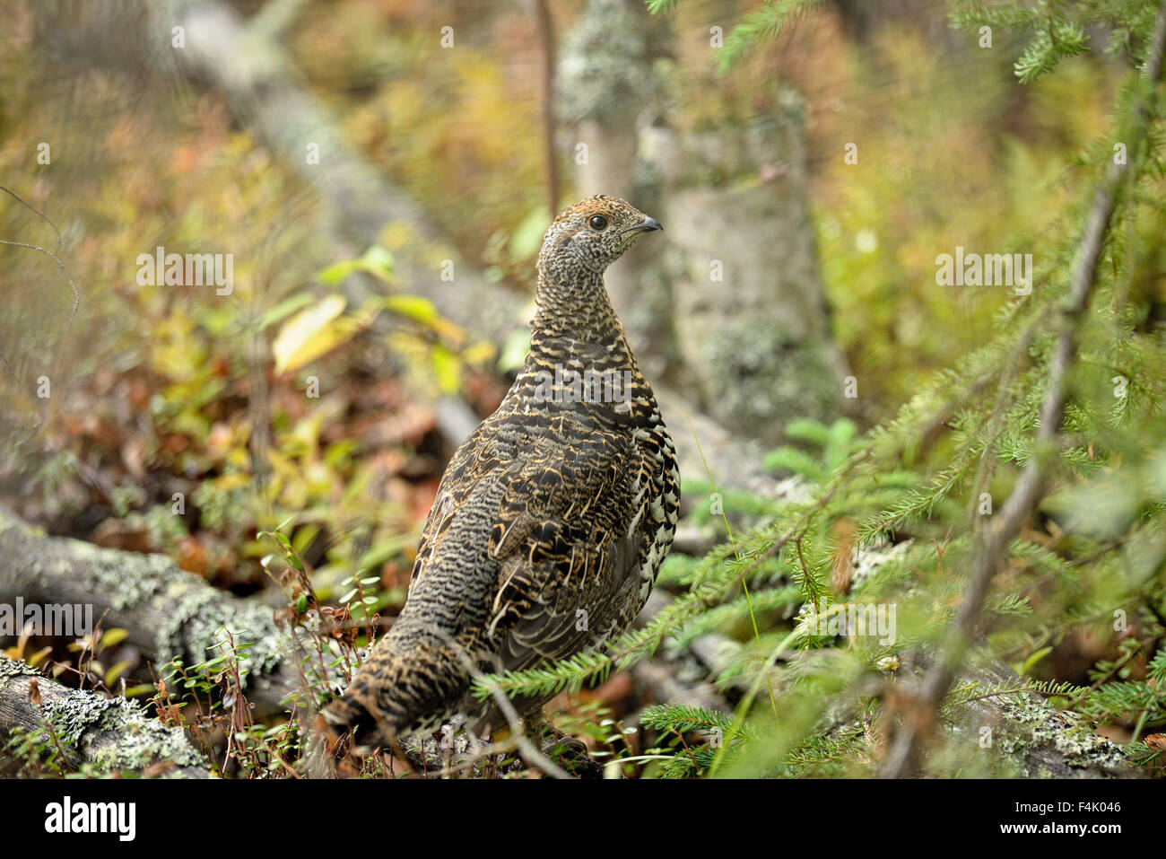 Spruce grouse, Canada grouse (Dendragapus canadensis) female ...