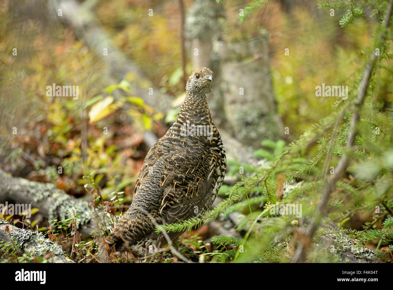 Spruce grouse, Canada grouse (Dendragapus canadensis) female ...