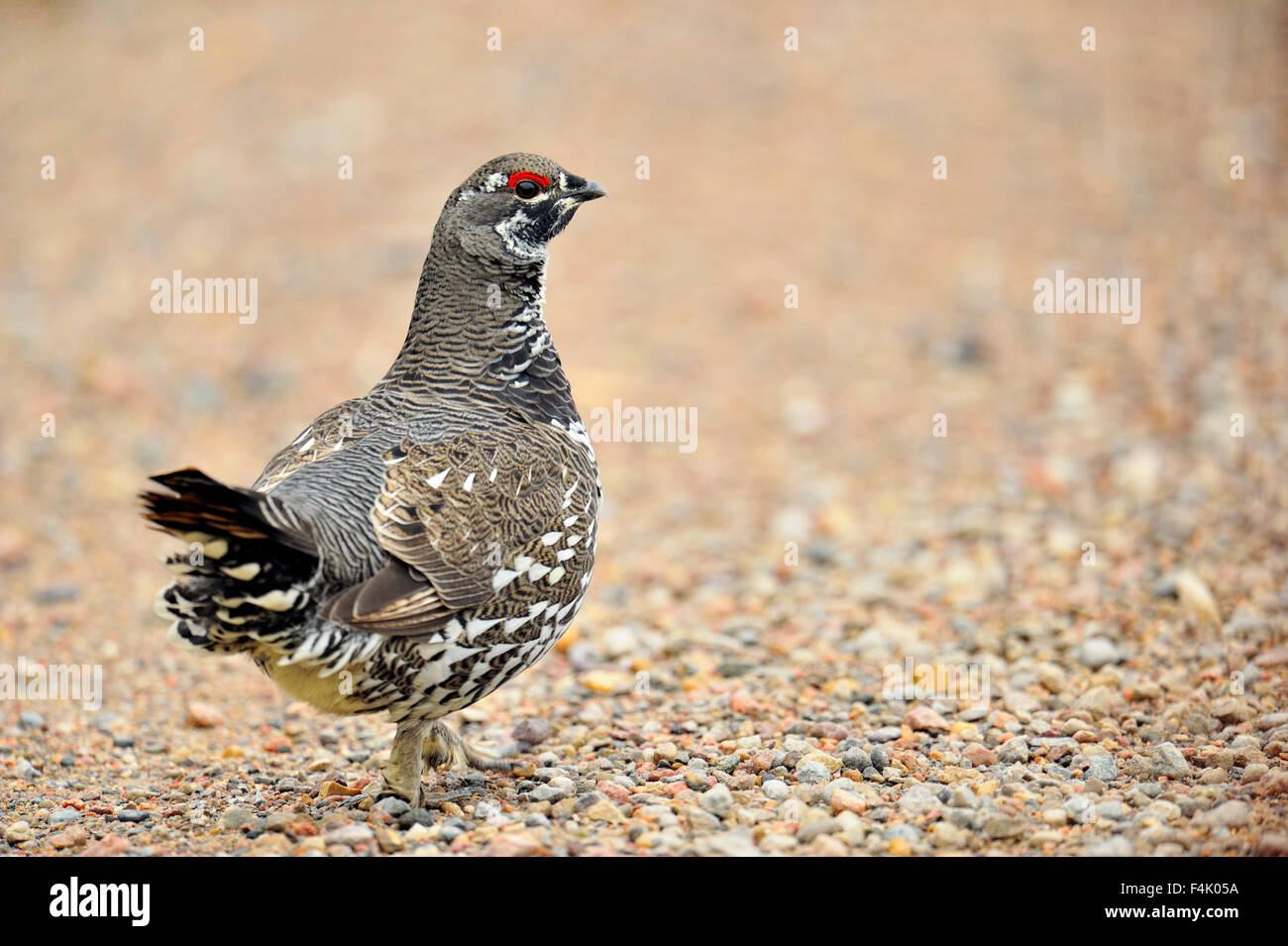 Spruce grouse, Canada grouse (Dendragapus canadensis) male picking at ...