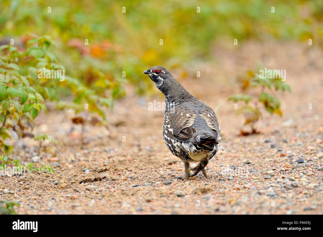 Spruce grouse, Canada grouse (Dendragapus canadensis) male picking at ...