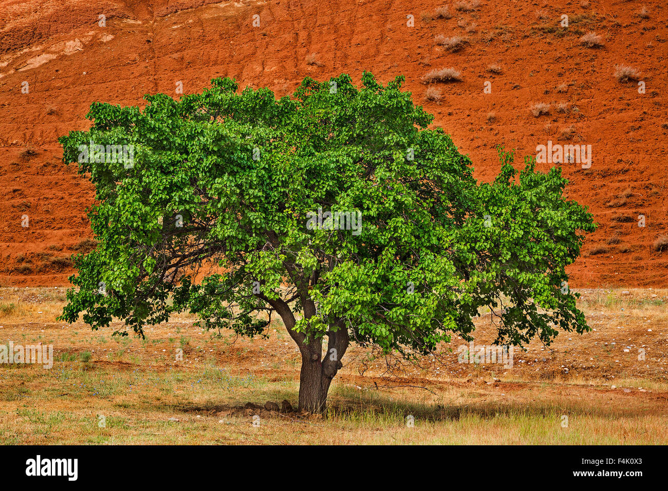 Heliotrope tree hi-res stock photography and images - Alamy