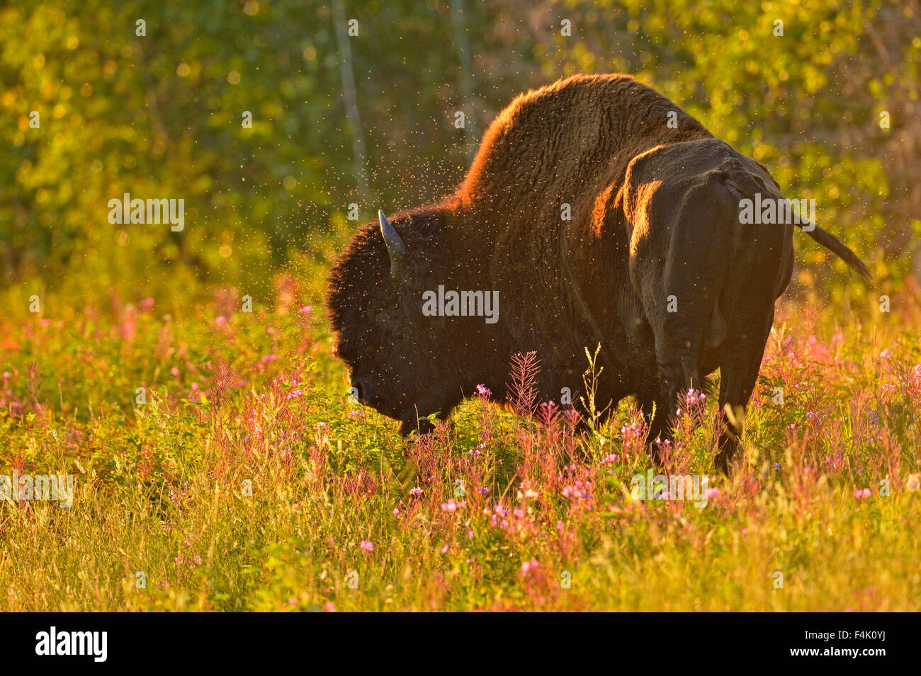 American bison Wood buffalo (Bison bison athabascae), Fort Providence ...