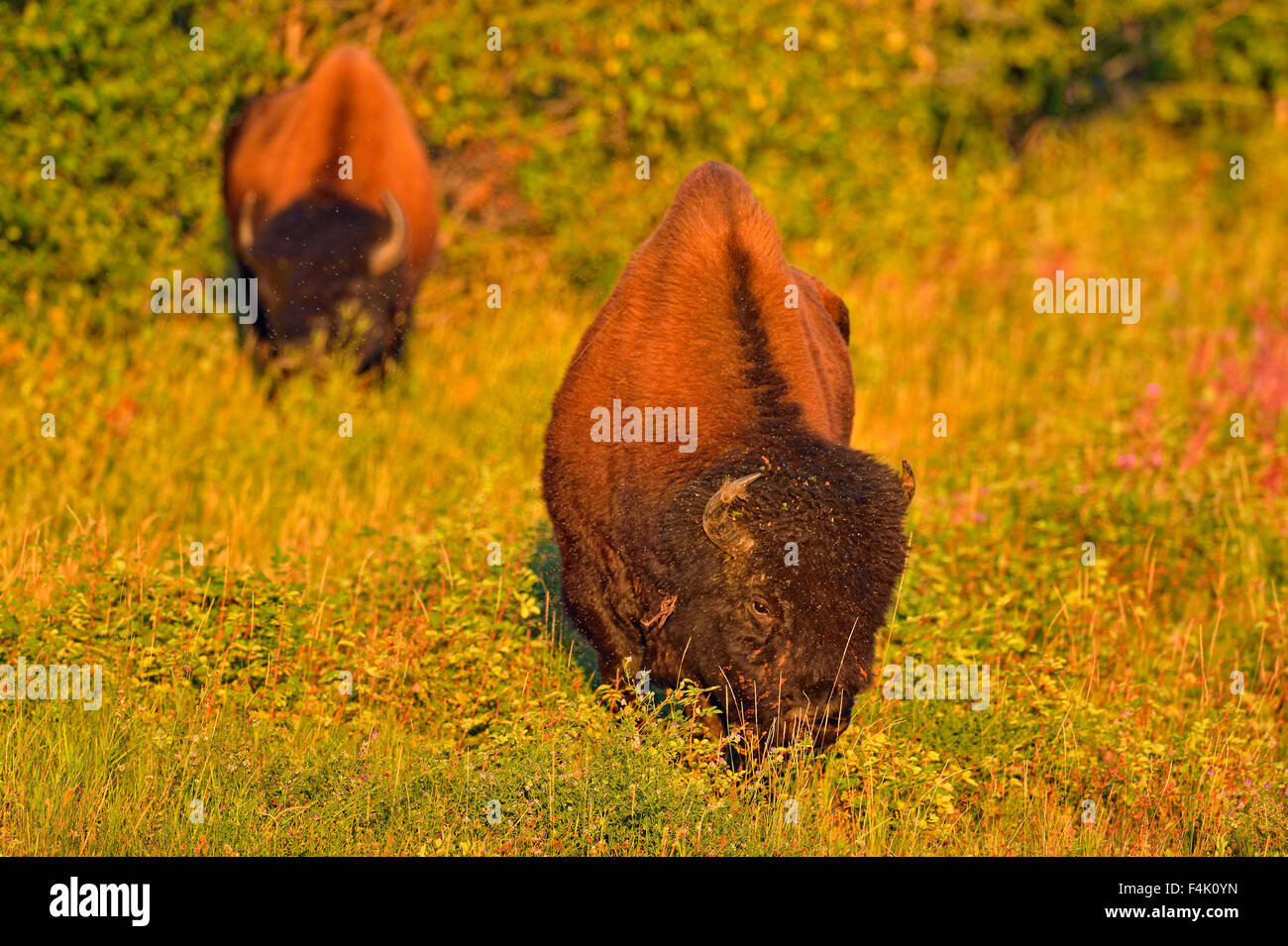 American bison Wood buffalo (Bison bison athabascae), Fort Providence ...