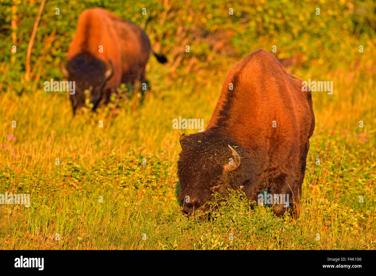 American bison Wood buffalo (Bison bison athabascae), Fort Providence ...