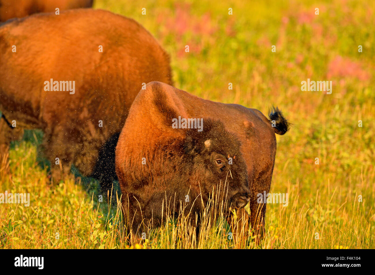 American bison Wood buffalo (Bison bison athabascae), Fort Providence ...
