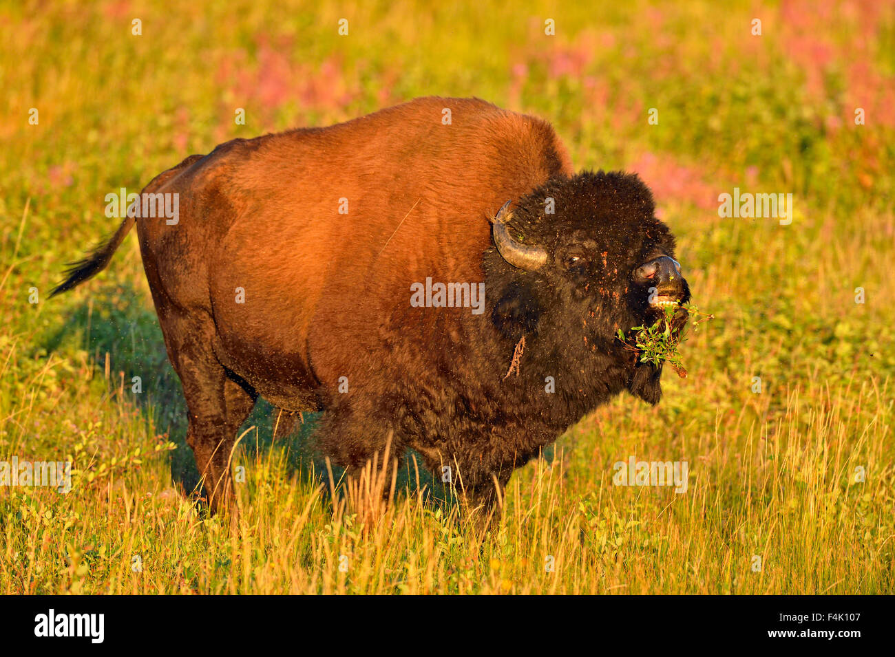 American bison Wood buffalo (Bison bison athabascae), Fort Providence ...