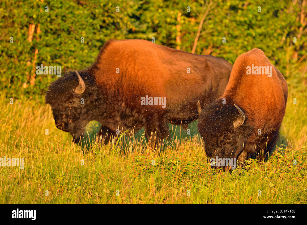 American bison Wood buffalo (Bison bison athabascae), Fort Providence ...