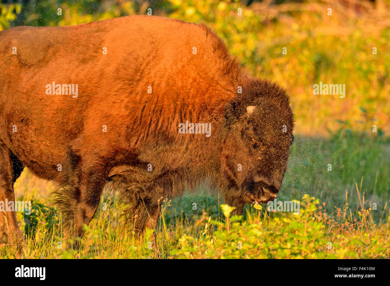 American bison Wood buffalo (Bison bison athabascae), Fort Providence ...