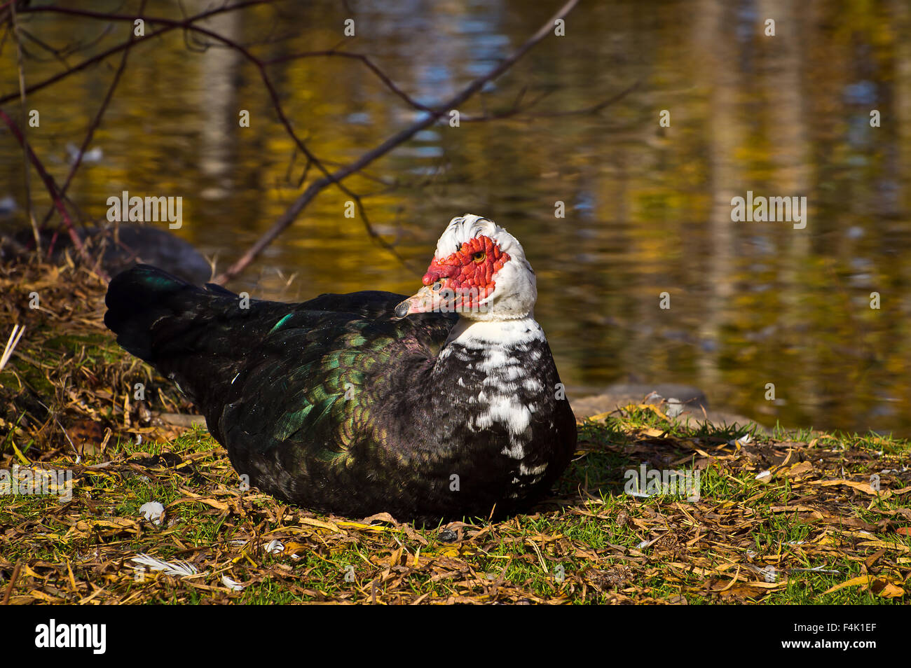 Alerted to my presence the Muscovy duck examines its surrounds for ...