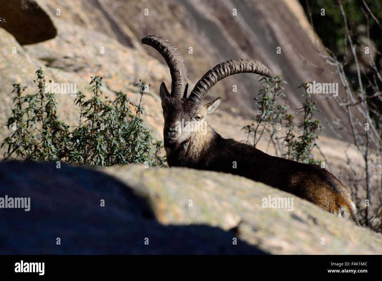 Goat (Capra hispanica) in La Pedriza near Manzanares el Real, Madrid ...