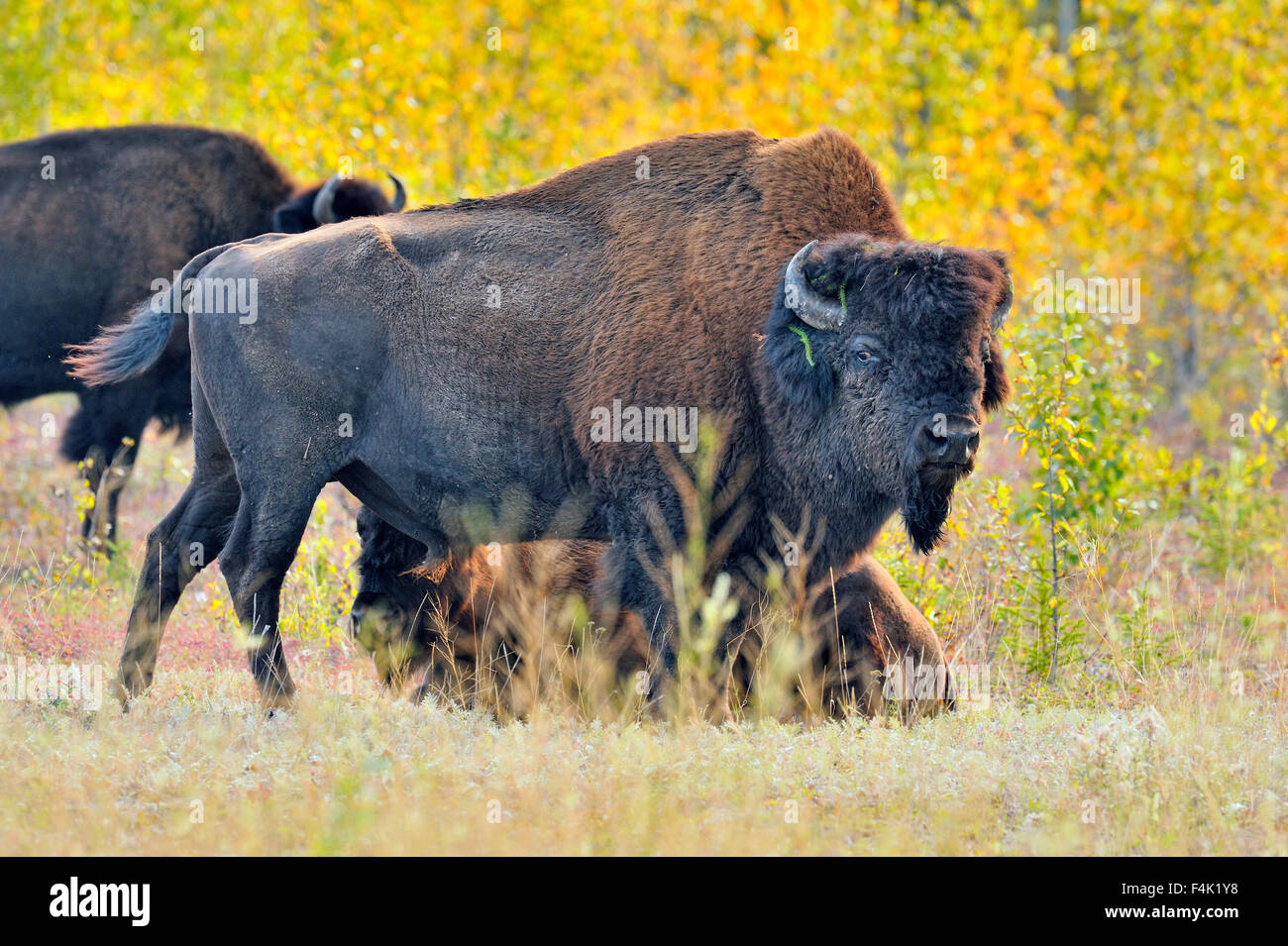 American bison Wood buffalo (Bison bison athabascae), Fort Providence ...