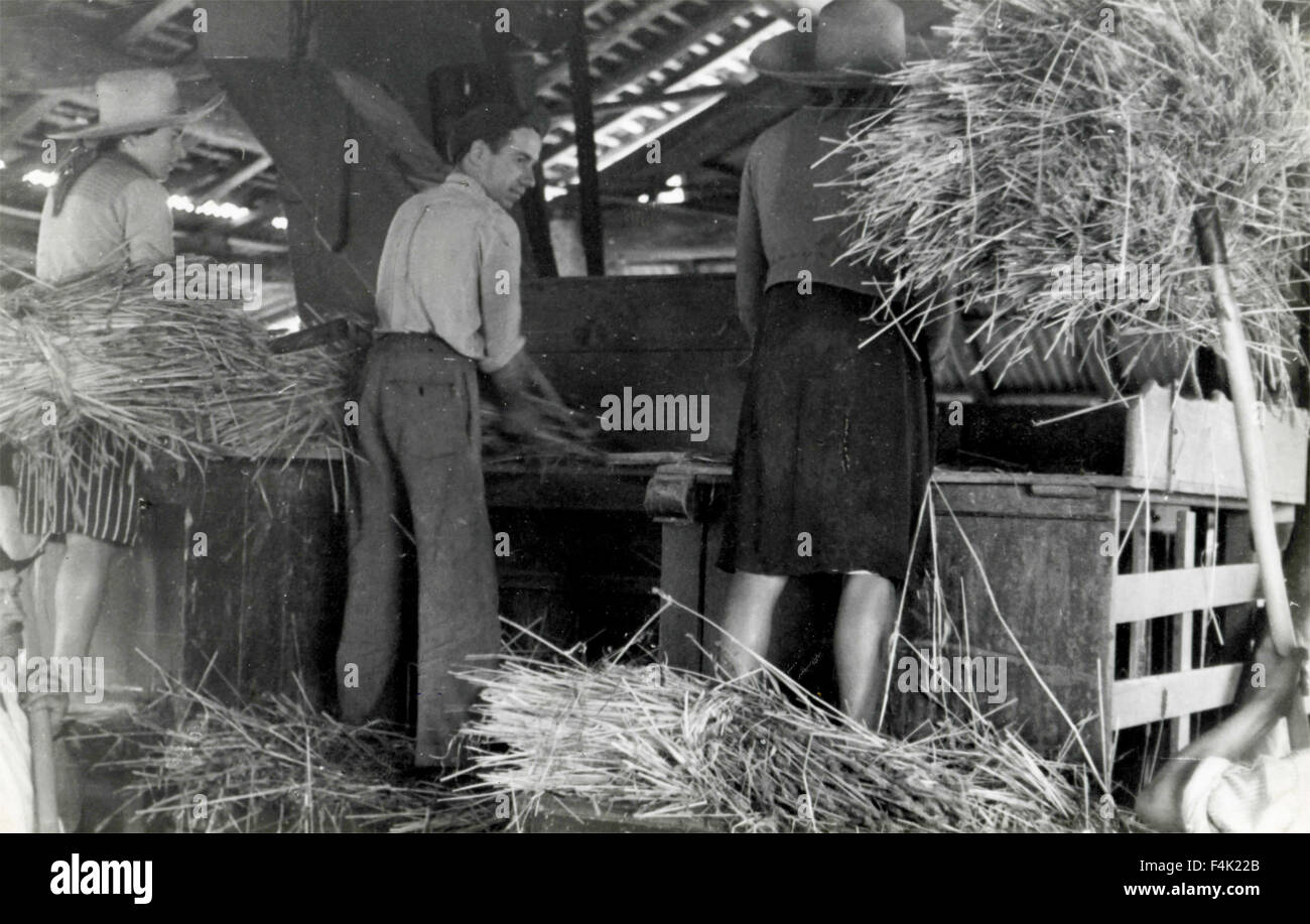 At work in the barn Stock Photo - Alamy