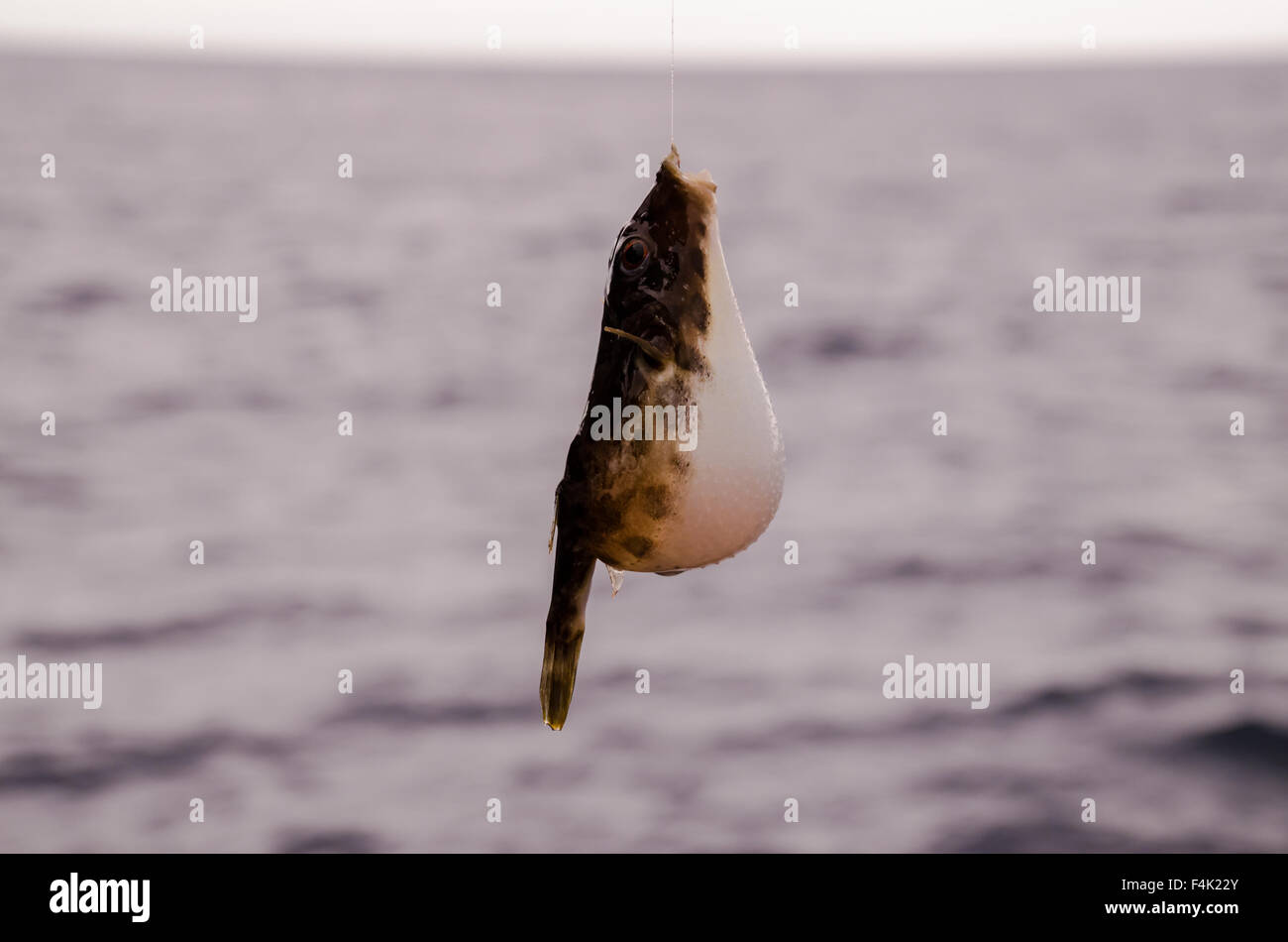 One Sea Fish Hooked Stock Photo - Alamy