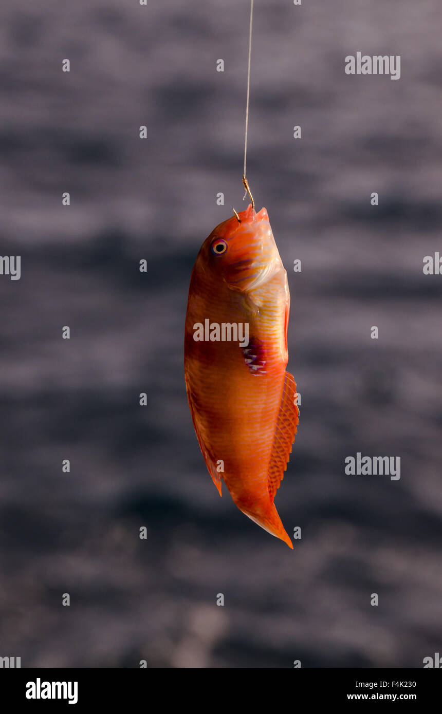 One Sea Fish Hooked Stock Photo - Alamy