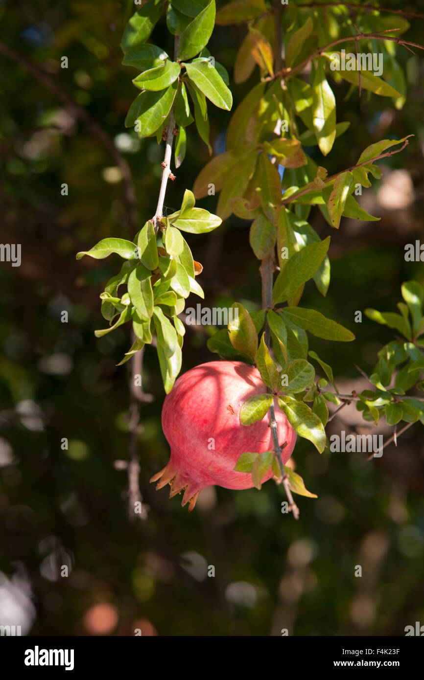 Pomegranate punica granatum plantae hi-res stock photography and images ...