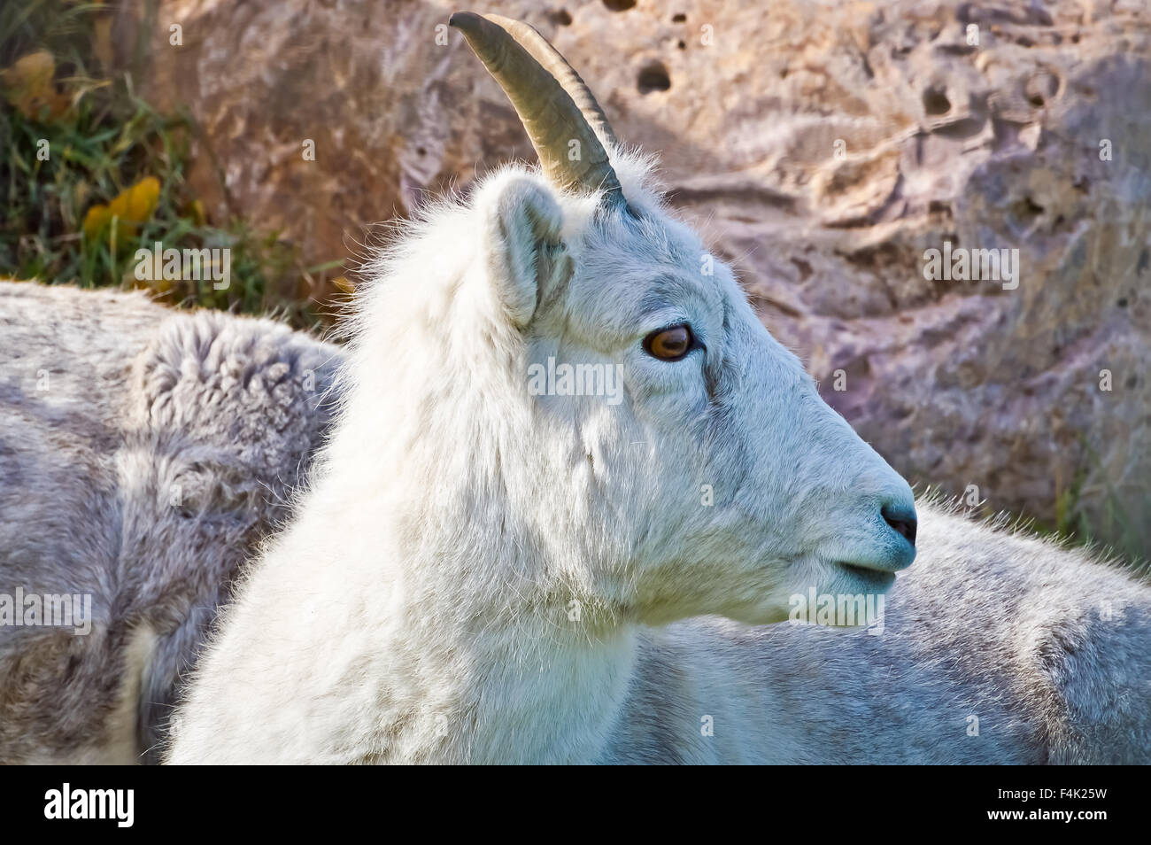 Mountain Goat hears a sound and looks left to see what it is Stock ...