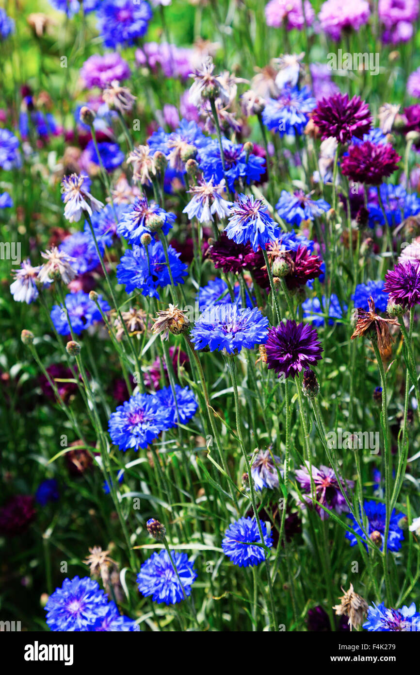 Field of cornflower hi-res stock photography and images - Alamy