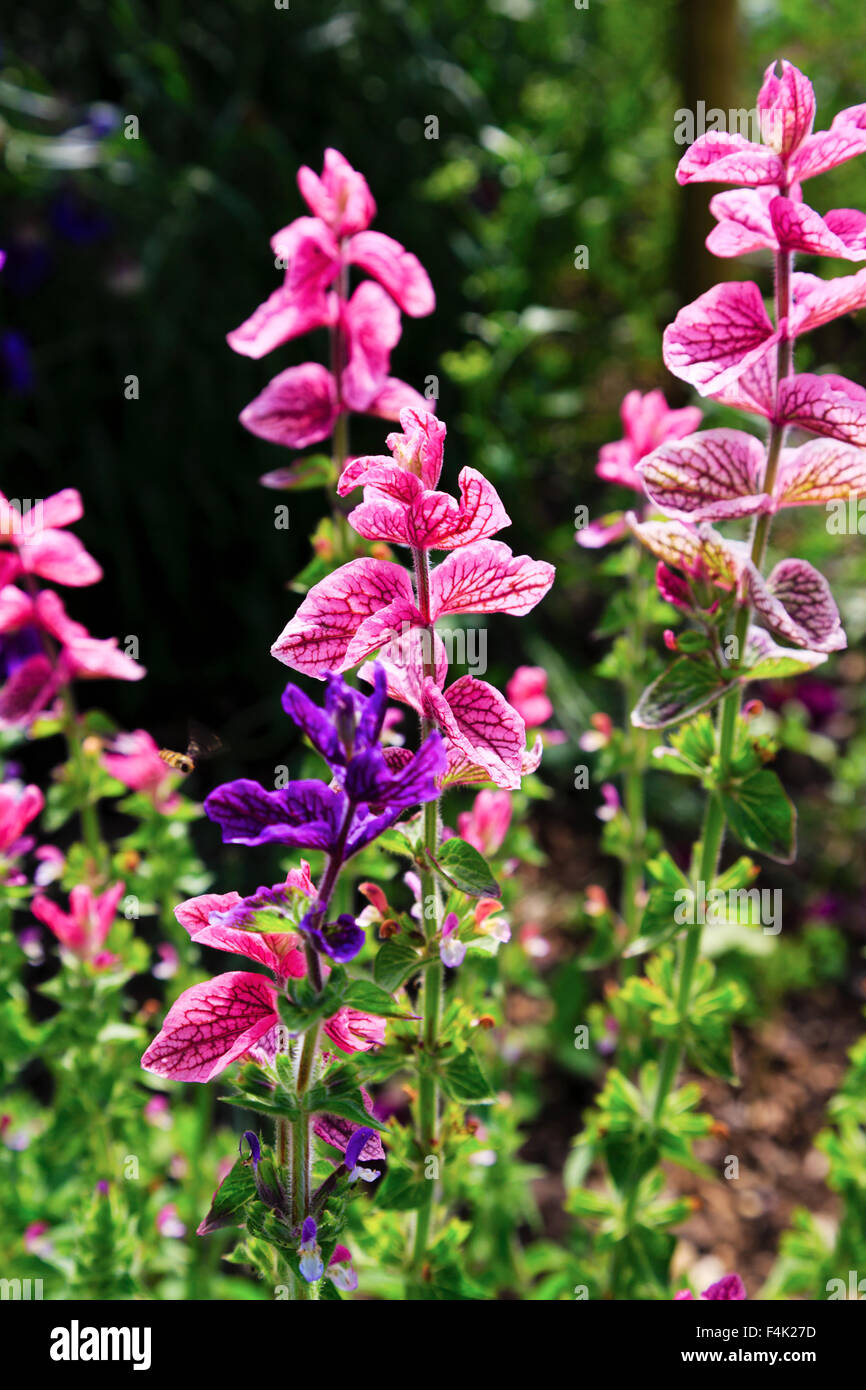Tall pink flowers hi-res stock photography and images - Alamy