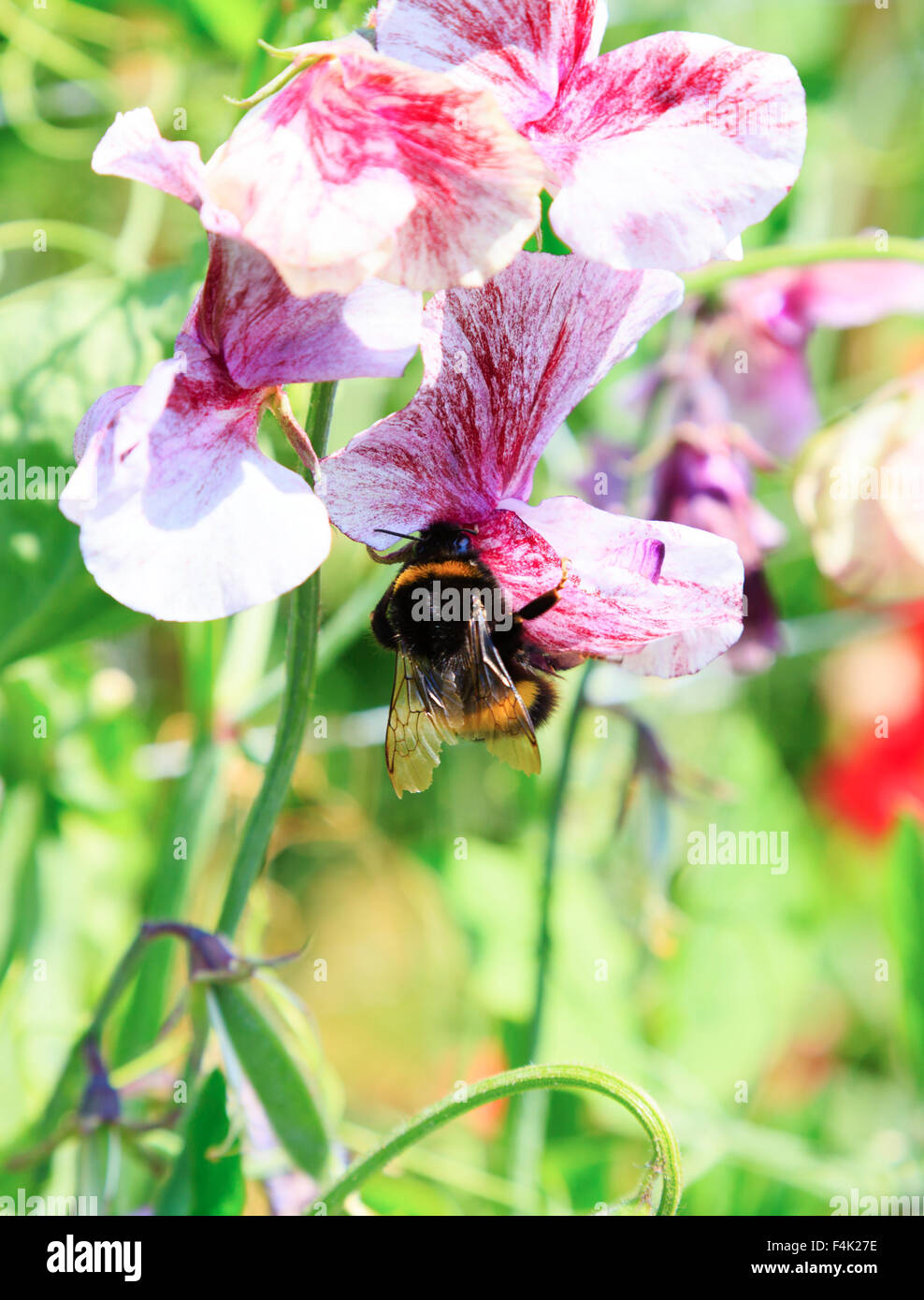 Pea plant flower hi-res stock photography and images - Alamy