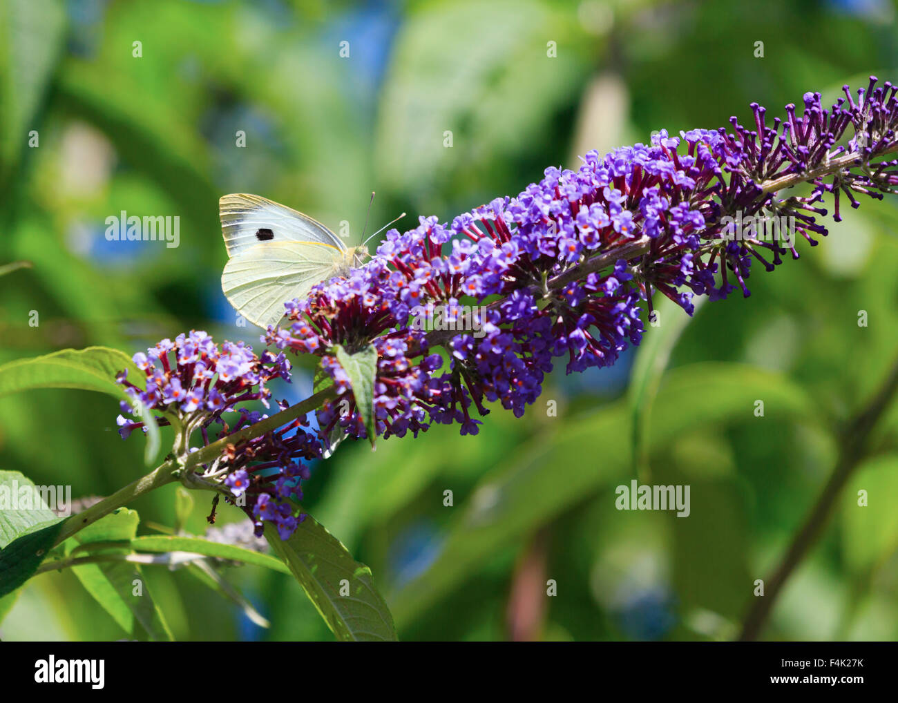 Buddleia buddleja davidii hi-res stock photography and images - Alamy