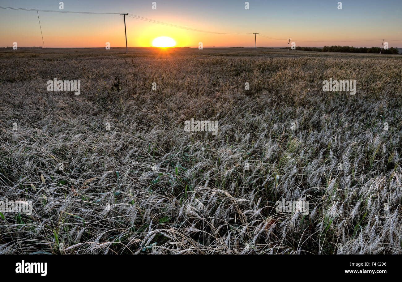 Saskatchewan wheat field hi-res stock photography and images - Alamy