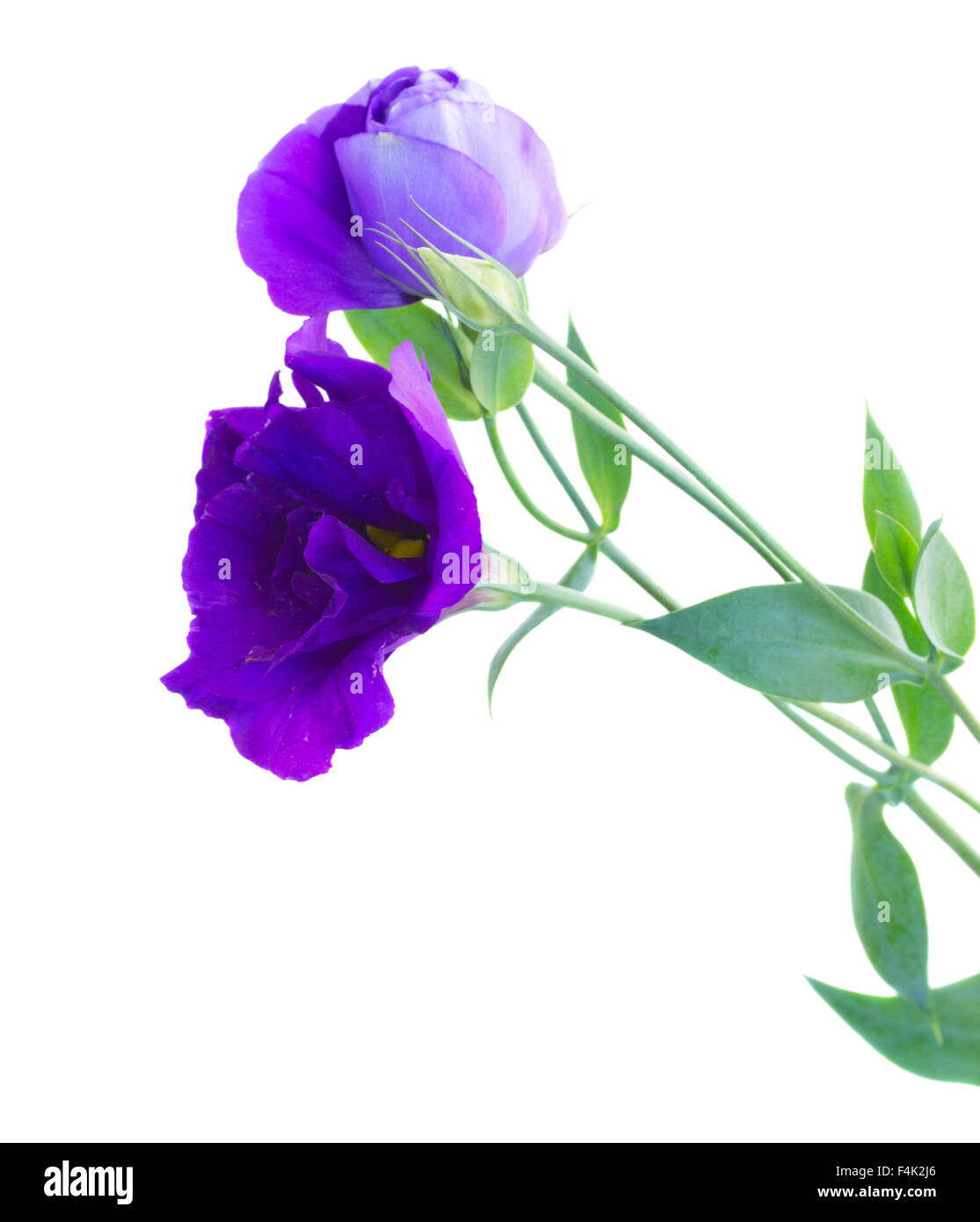 bouquet of violet eustoma flowers Stock Photo - Alamy