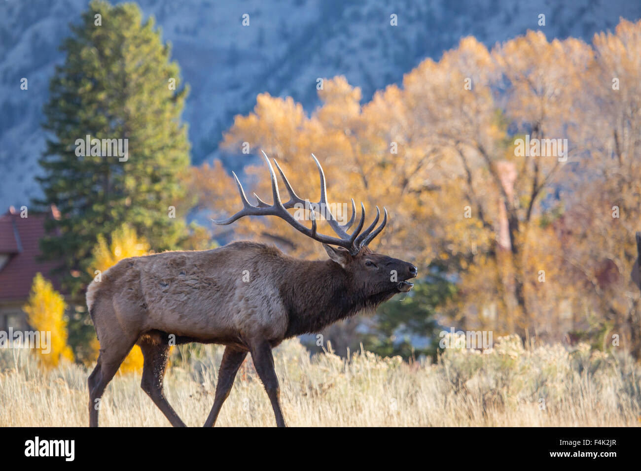 Bull elk bugling mammoth hot springs hi-res stock photography and ...