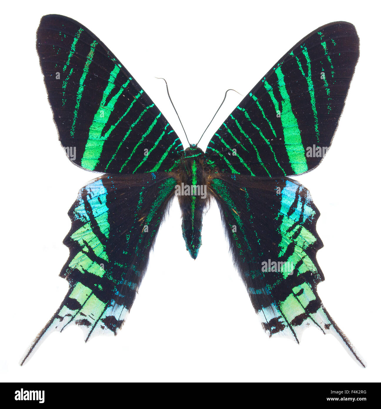 Green banded urania moth hi-res stock photography and images - Alamy