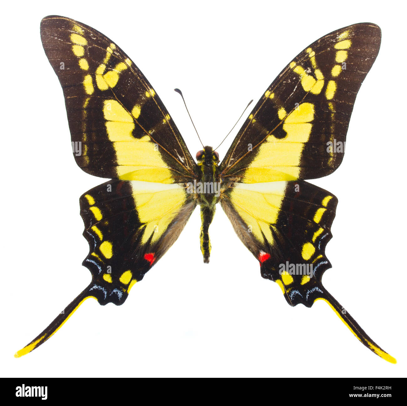 Protographium thyastes butterfly Stock Photo - Alamy