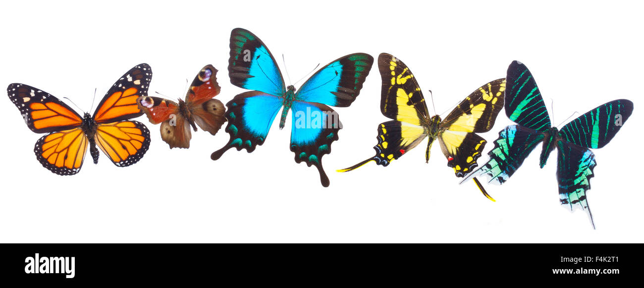Tropical butterflies row Stock Photo - Alamy