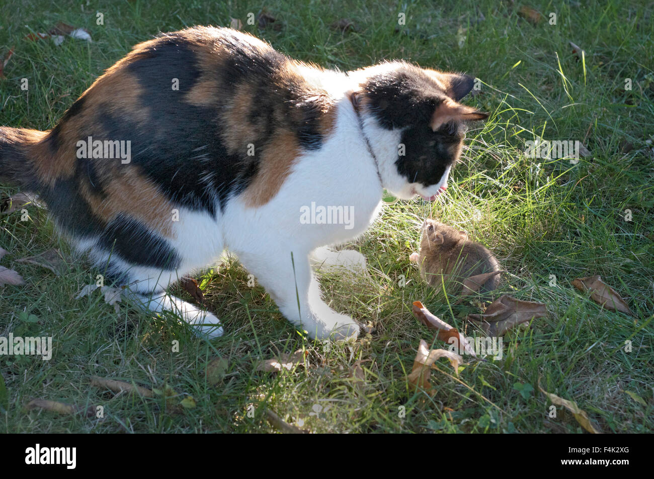 Pouncing cat hi-res stock photography and images - Alamy