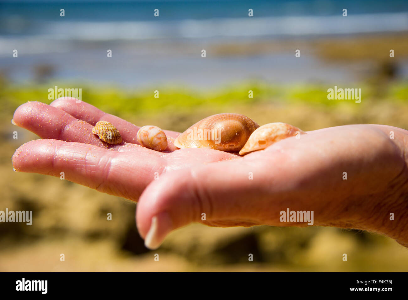 Portugal algarve sea shells beach hi-res stock photography and images ...