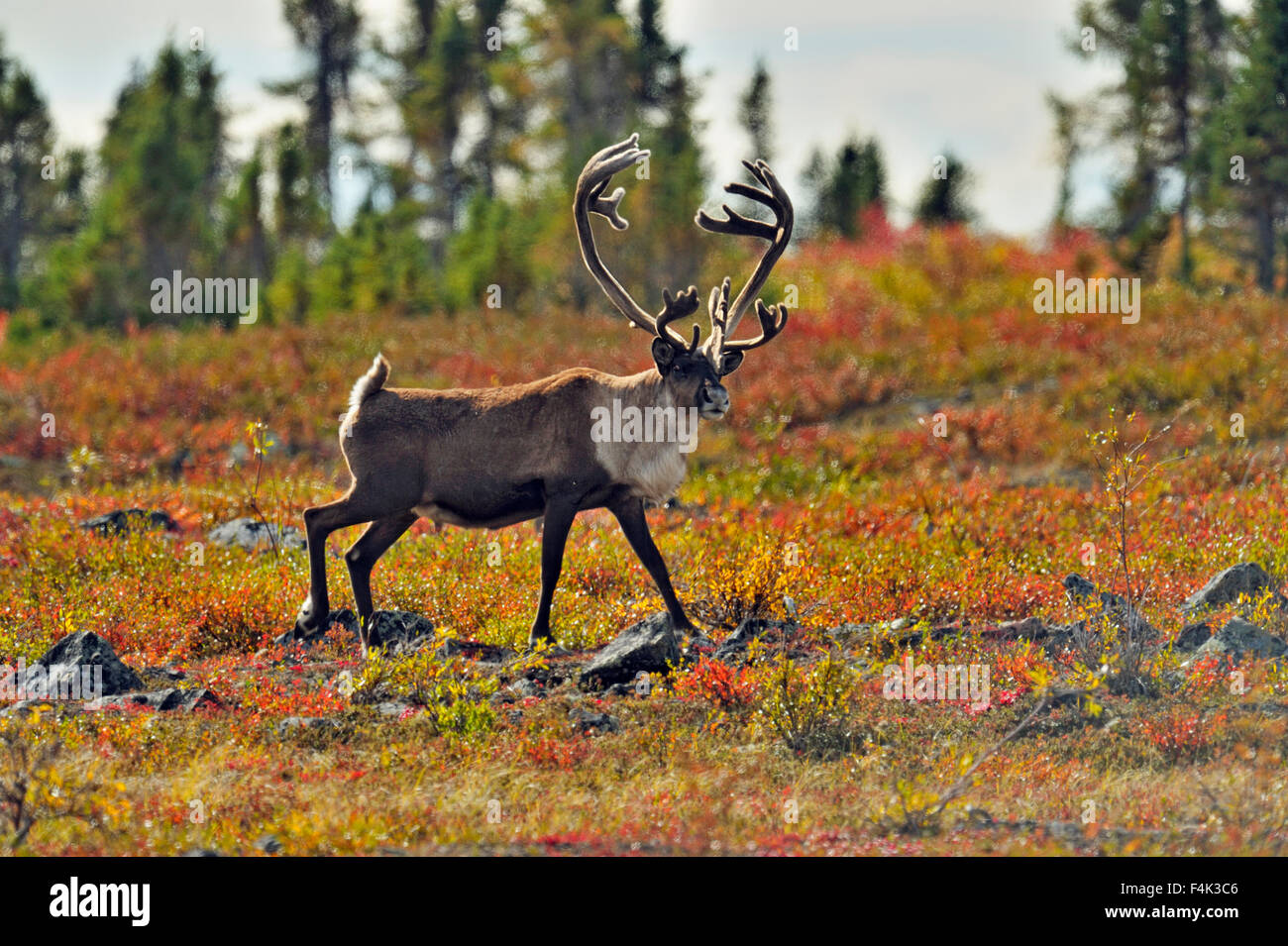 Barren Ground caribou (Rangifer tarandus) Bull in fall migration ...
