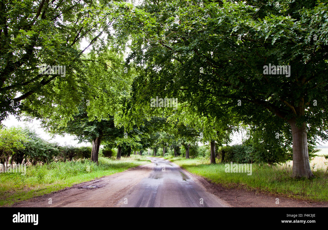 A small lane in Norfolk England UK Stock Photo - Alamy