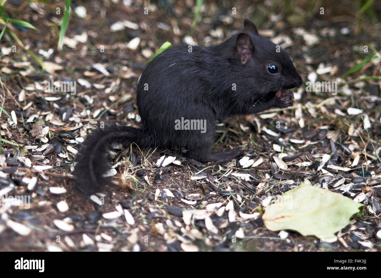 Black chipmunk hi-res stock photography and images - Alamy