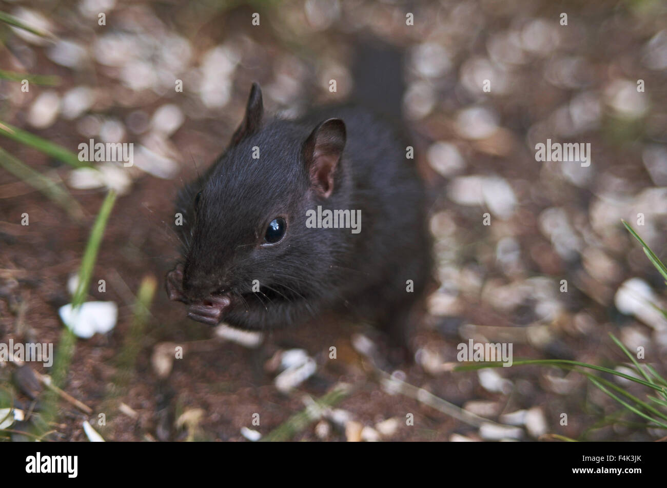 Black Chipmunk Eating Stock Photo - Alamy