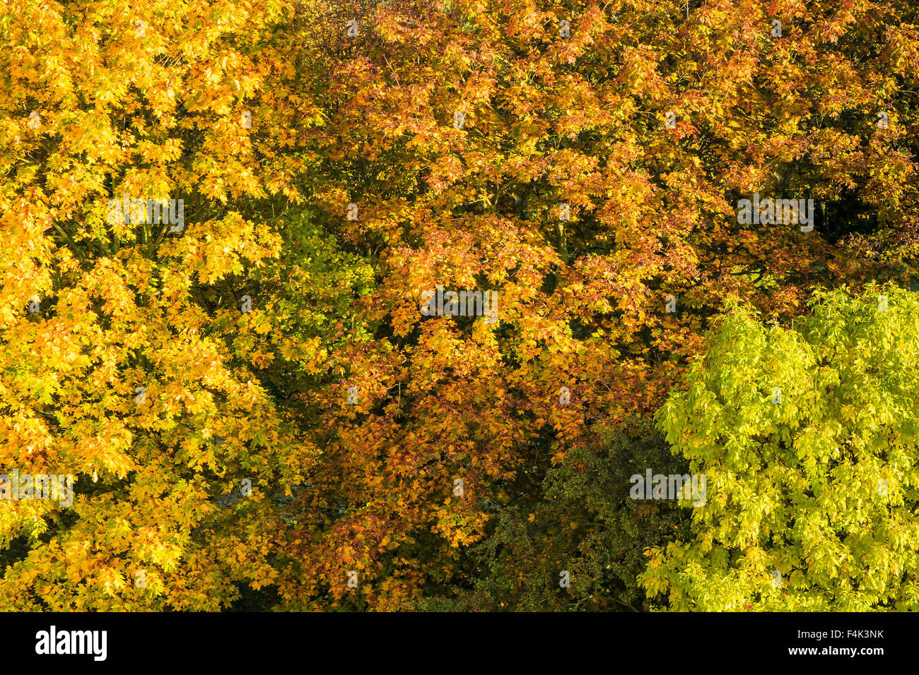 Colorful trees in autumn Stock Photo - Alamy