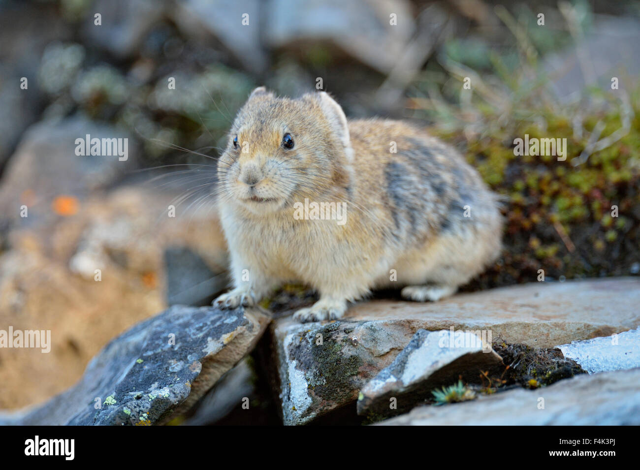 American pika (Ochotona princeps), Peter Lougheed Provincial Park ...