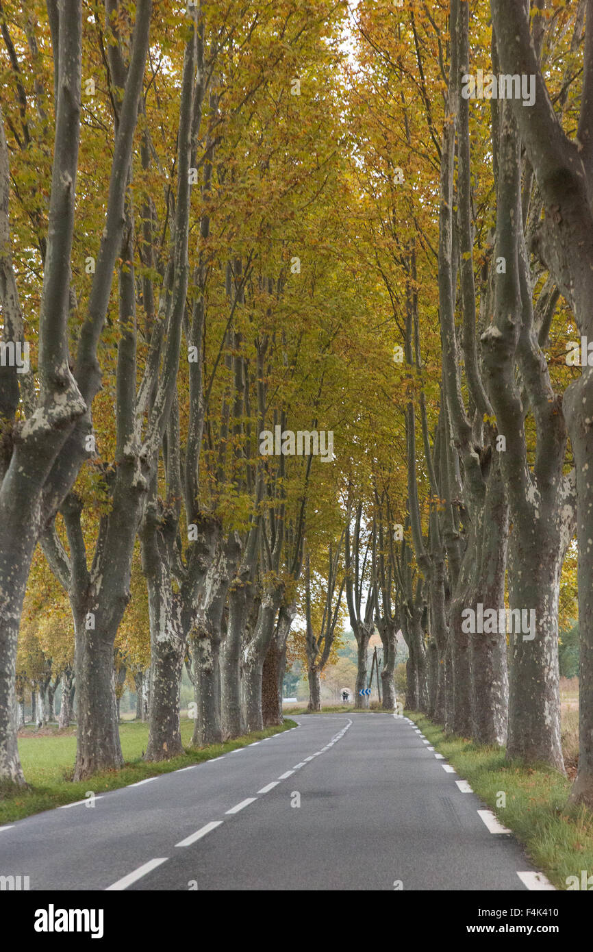 Alley of plane trees in Provence, Southern France Stock Photo - Alamy