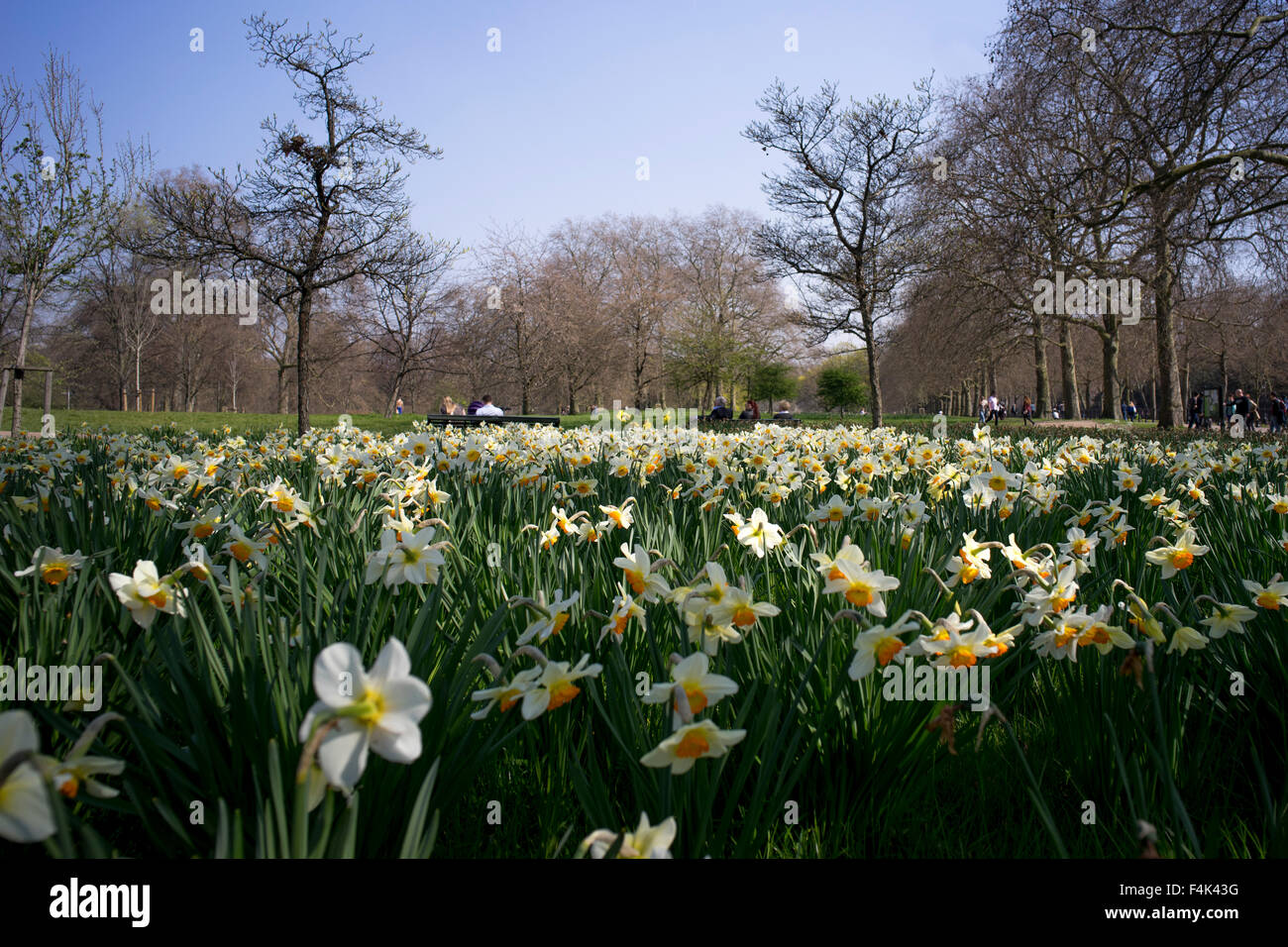 Spring daffodils in a park in London Stock Photo - Alamy