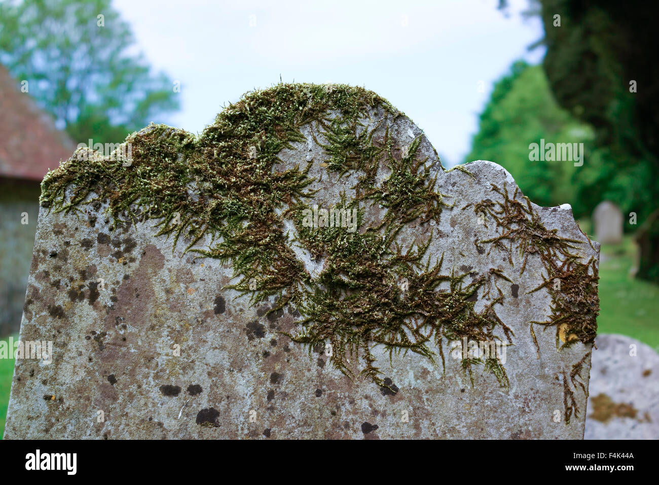 Moss trails growing on the back of a headstone in an English cemetery ...