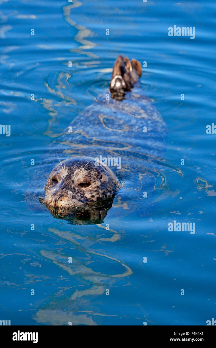 Harbour Seal (Phoca vitulina), Victoria, British Columbia, Canada Stock ...